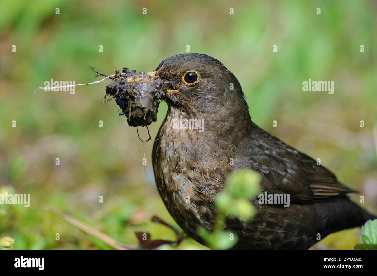 Eurasian blackbird Turdus merula, female with beakful of wet mud and ...