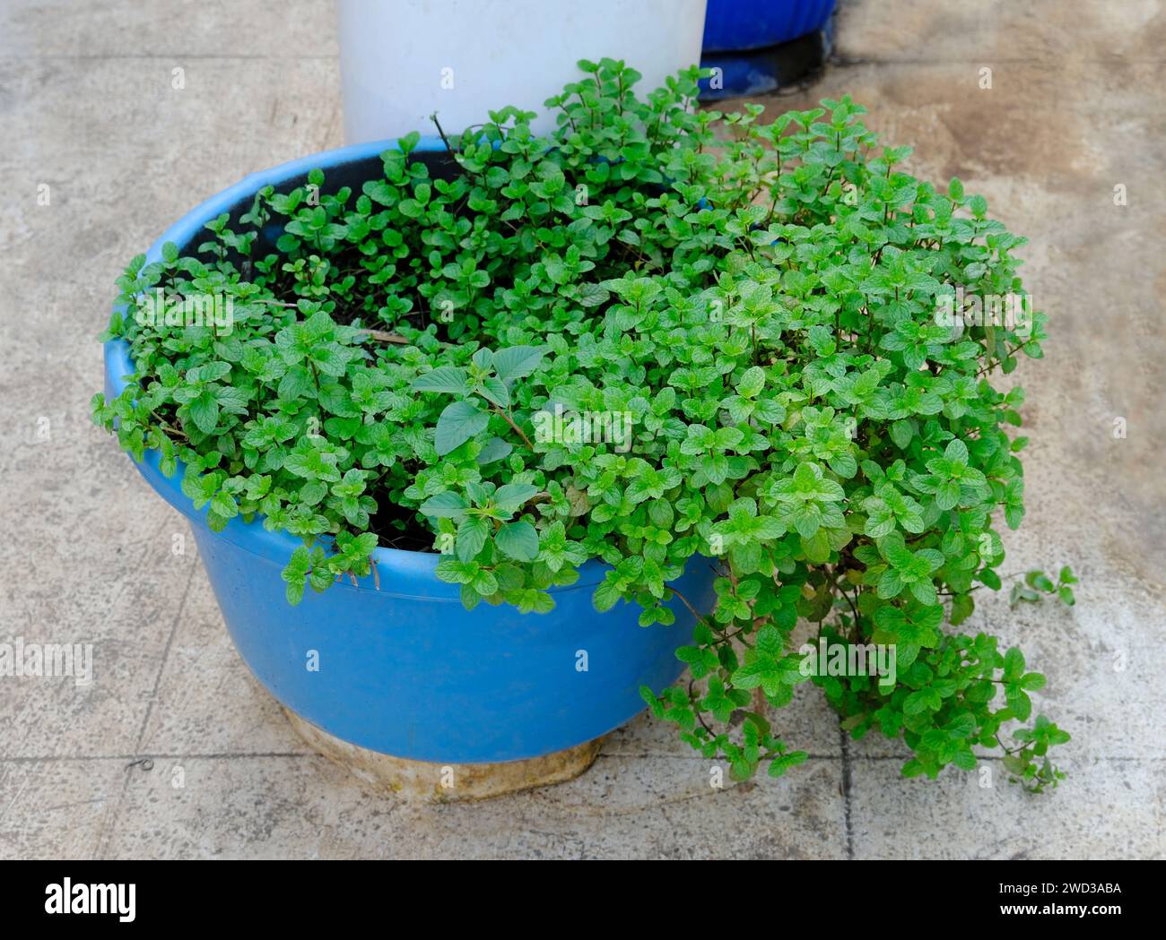 Fresh green mint growing in a tub on a terrace Stock Photo - Alamy