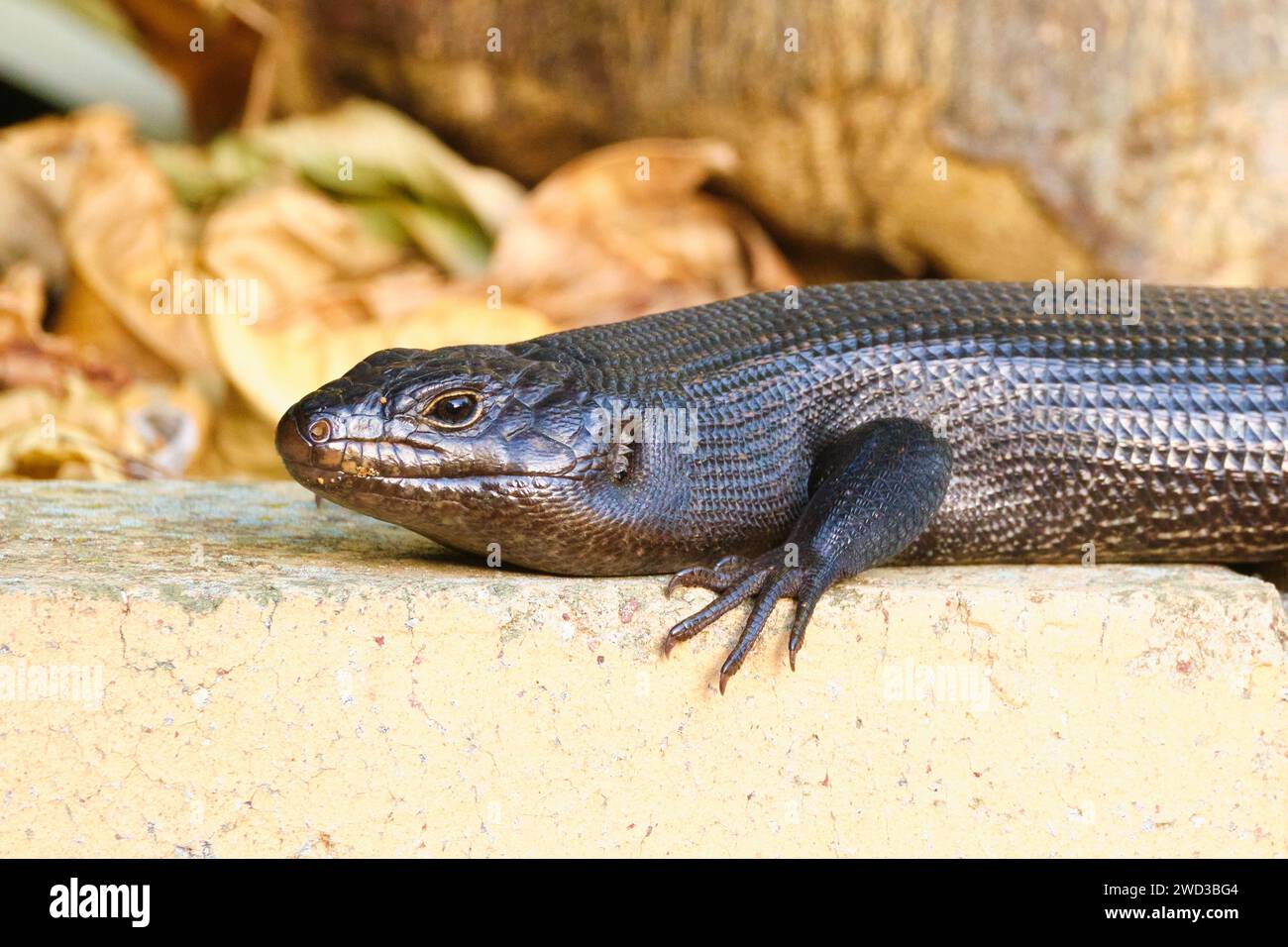 An adult King Skink or King's Skink, Egernia kingii, a reptile species endemic to the south-west ...