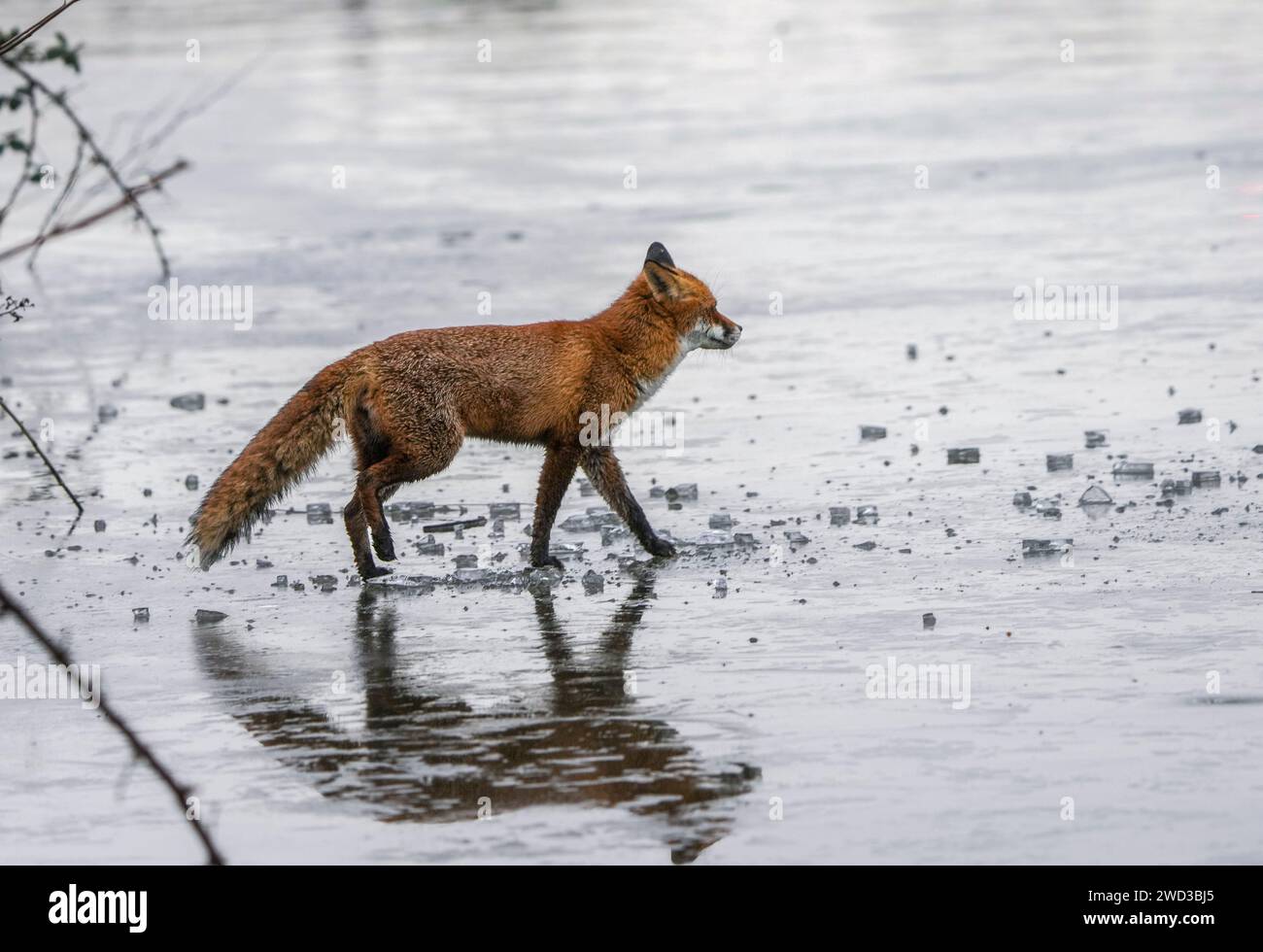 ICE LONDON - A young fox walks across a frozen pond in Forest Gate ...