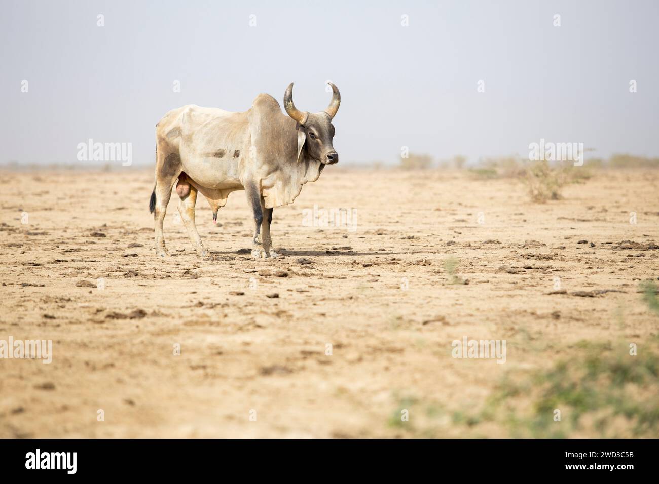Bull, kachchh, gujarat, india - Stock Photos Stock Photo - Alamy