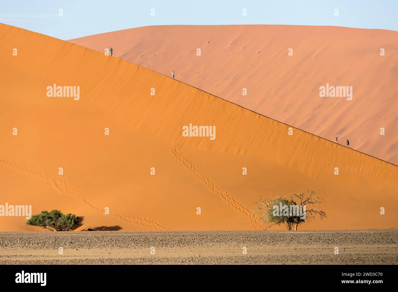 Trees on edge desert hi-res stock photography and images - Alamy