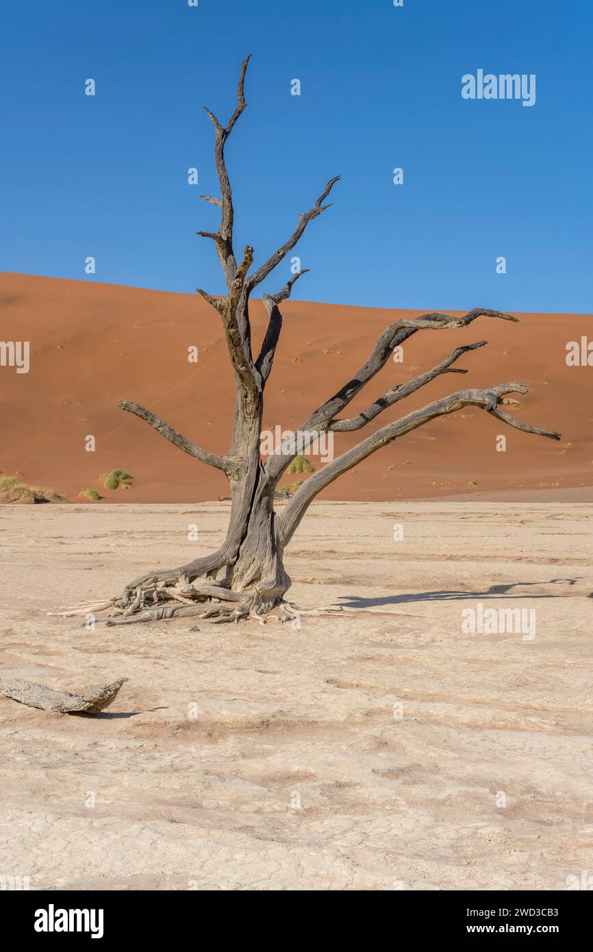 twisted dry tree at pan with dune slope in background, shot in bright ...
