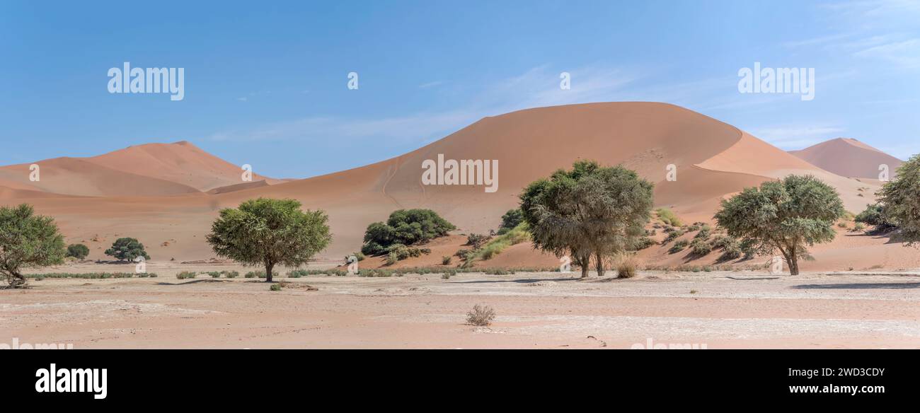 Acacia ereoloba trees at pan with dune slopes in background, shot in ...