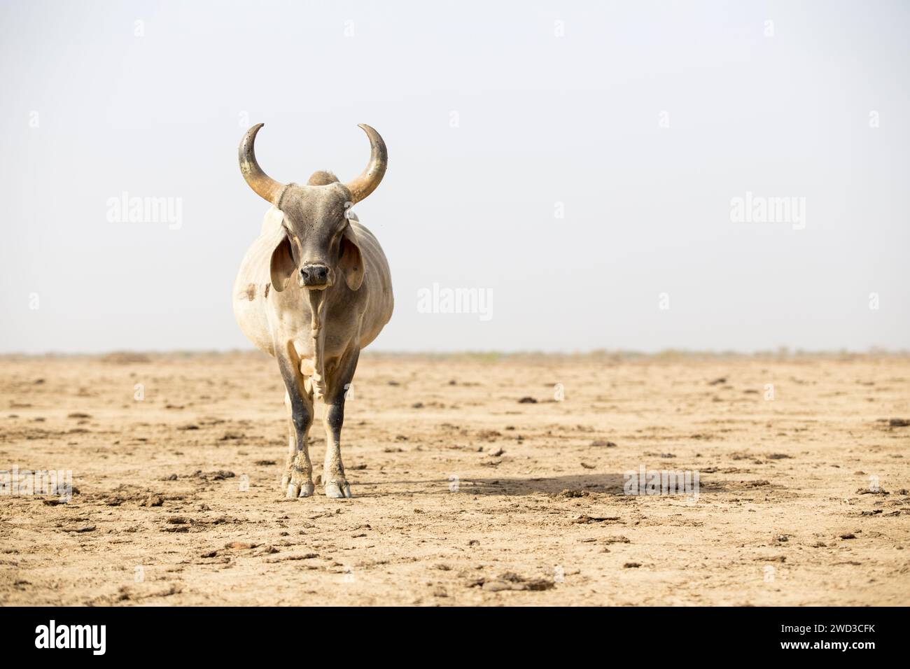 Bison black and white photo hi-res stock photography and images - Alamy