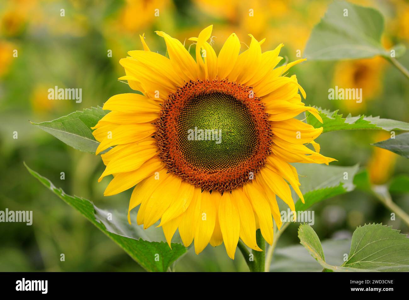 Beautiful Sunflower, Helianthus annuus, growing in field in early ...