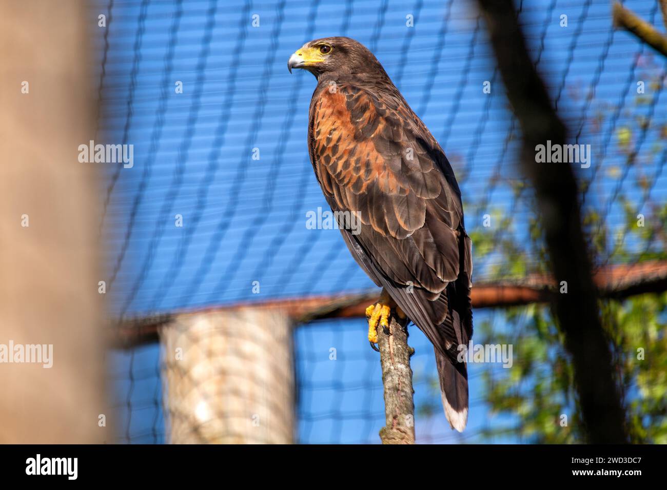 Soaring through the expansive skies of New Mexico, the majestic Harris ...