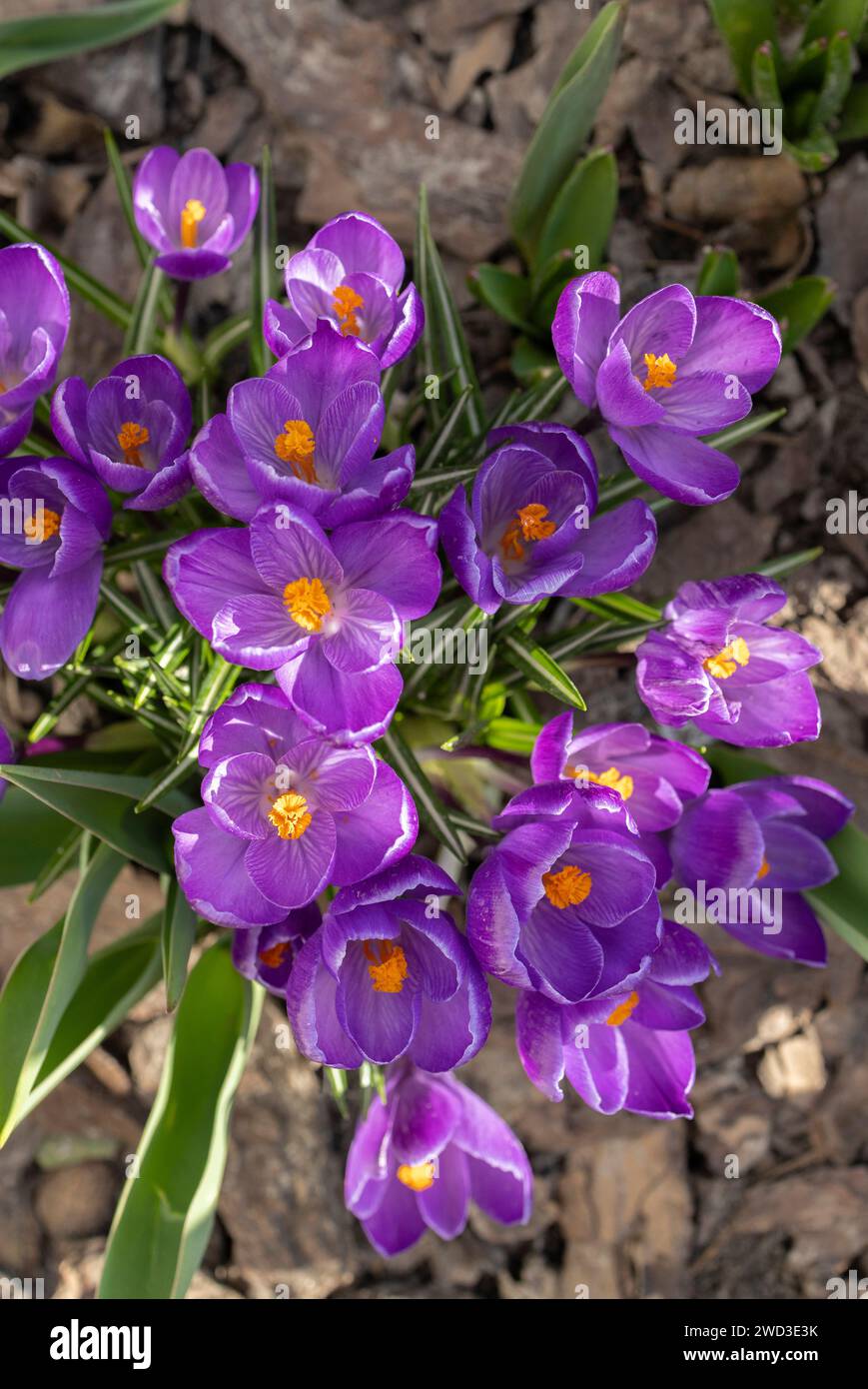 Violet crocuses blossoming in lush hi-res stock photography and images ...