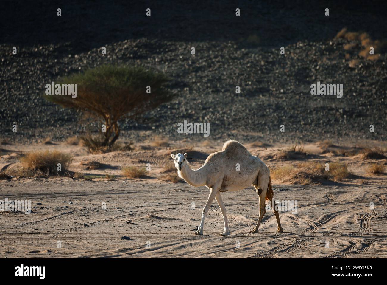 camel during the Stage 11 of the Dakar 2024 on January 18, 2024 between ...