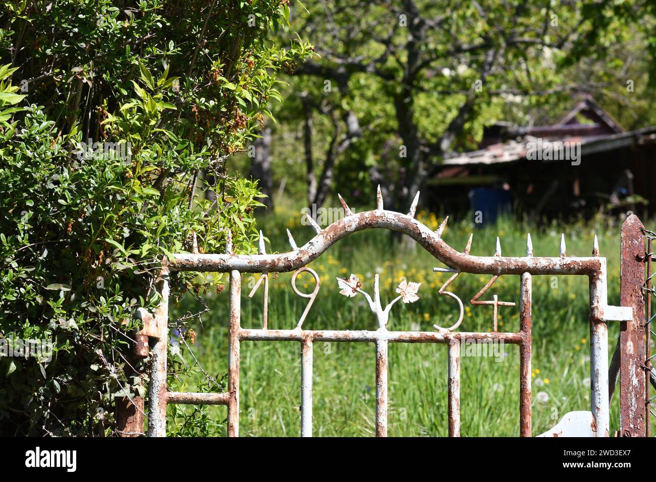 Rusty garden gate in front of an overgrown garden with flowering meadow ...