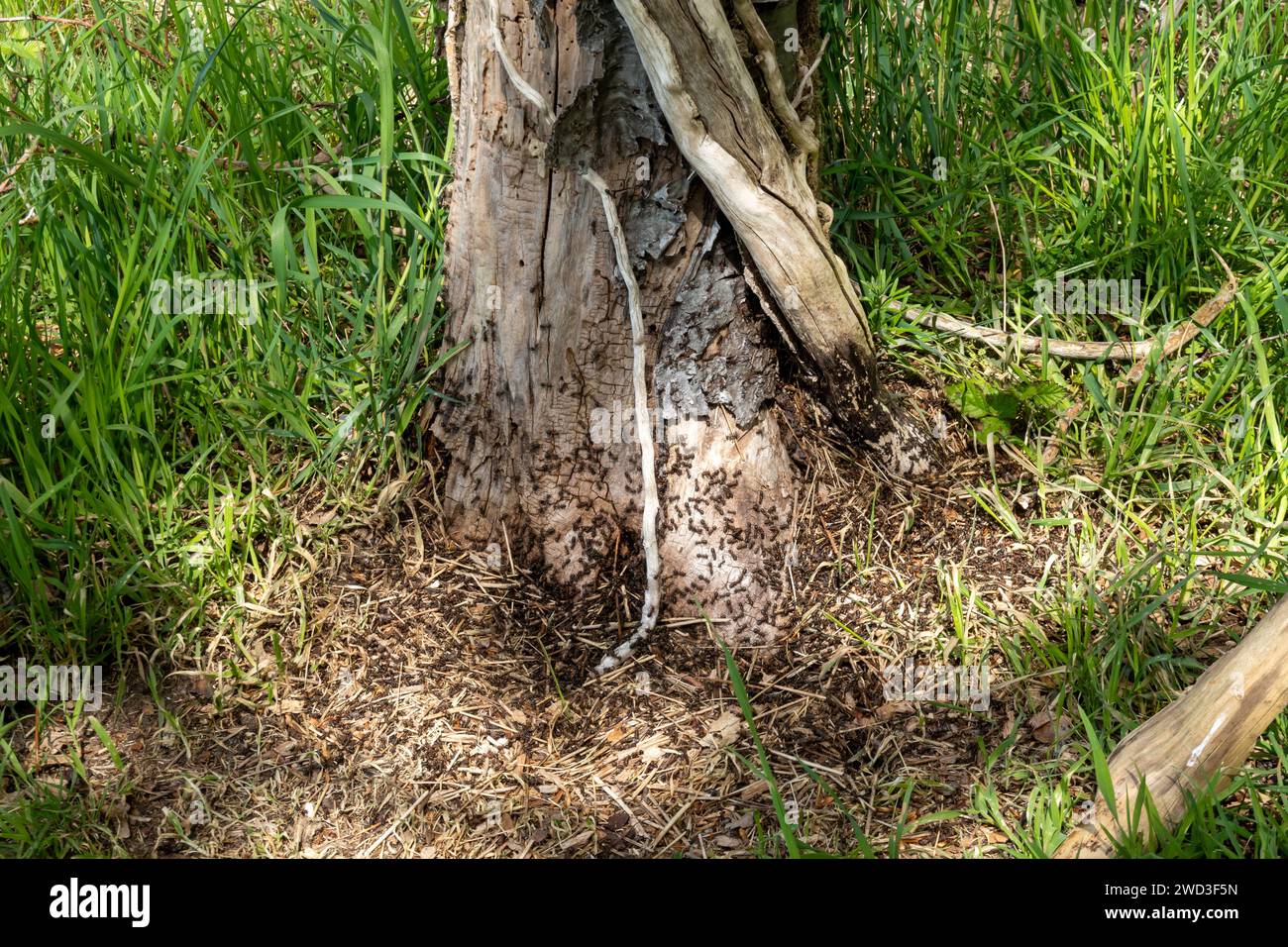 Ant mound with wood ants around tree trunk in Corversbos forest ...