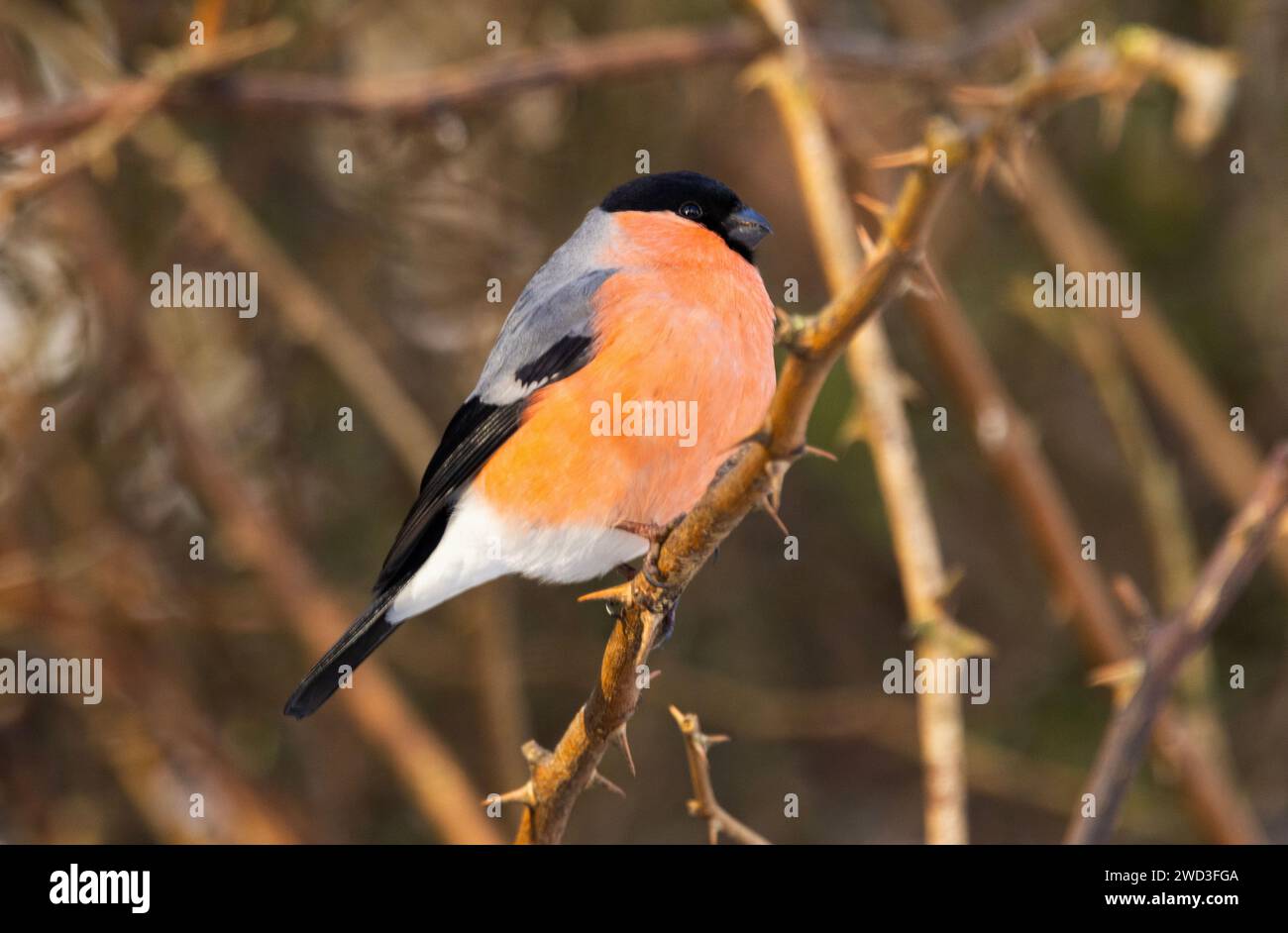 The male Bullfinch is one of the more beautiful garden birds in the UK ...