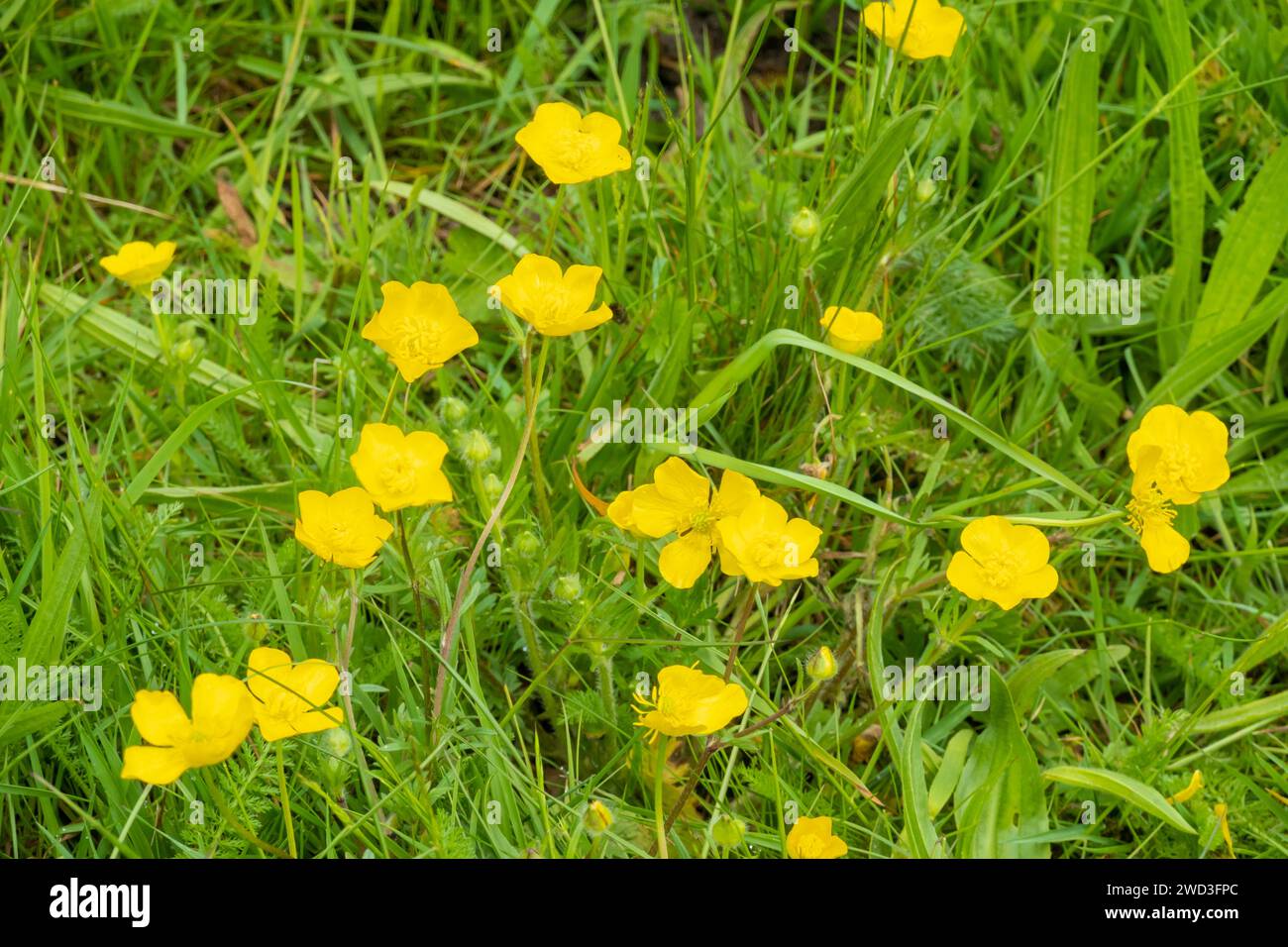Yellow flowers of bulbous buttercup, ranunculus bulbosus, also known as ...