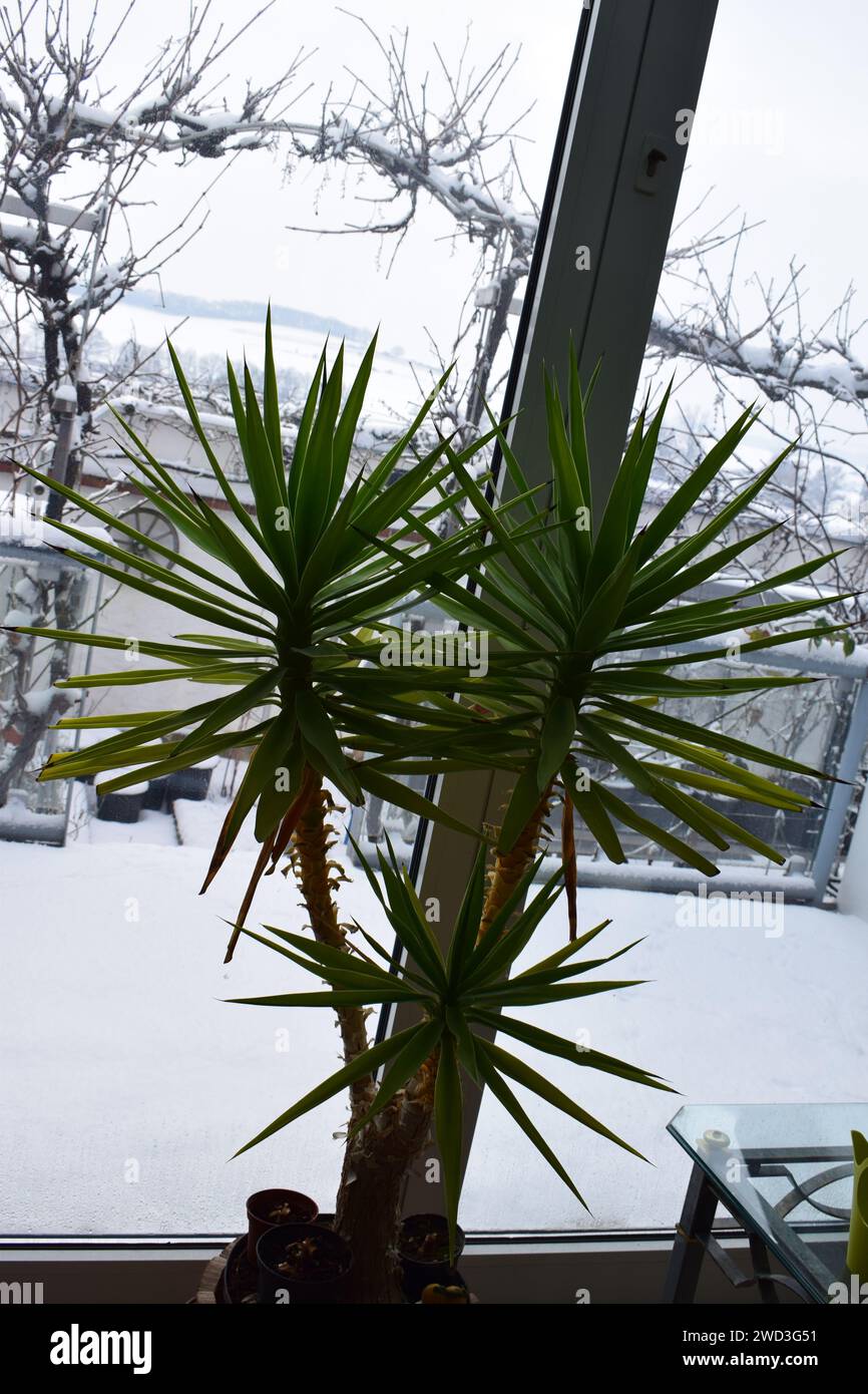 Yuka palm tree hi-res stock photography and images - Alamy