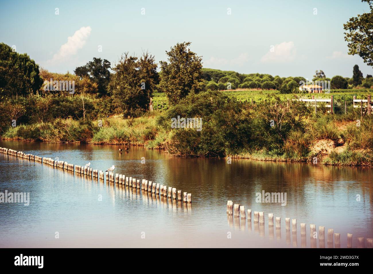 Landscape of Rhone river delta, Camargue, national reserve, France ...