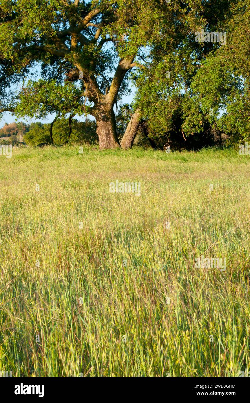 Oak in grassland along Vernal Pool Trail, Santa Rosa Plateau Ecological ...