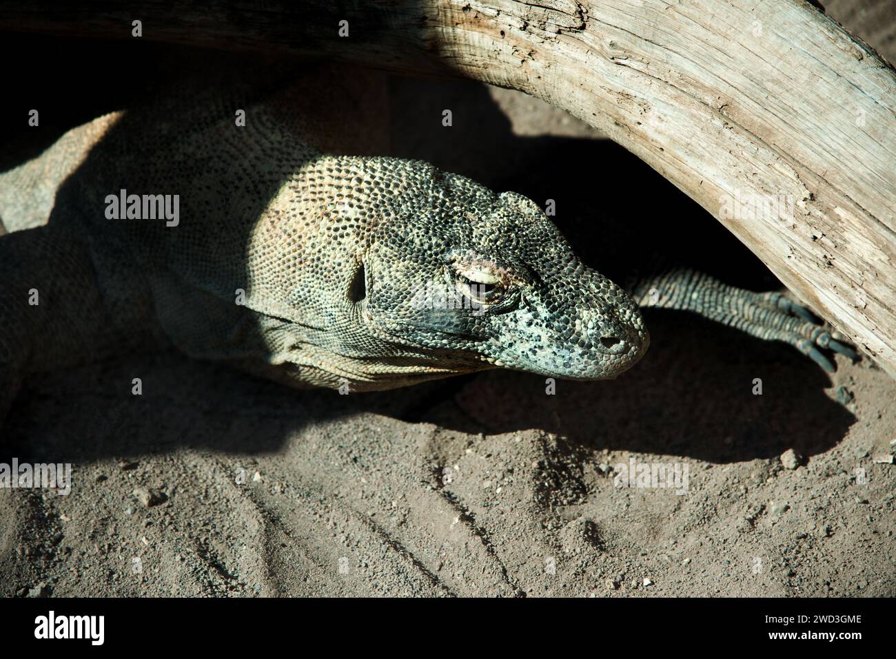 Discover fauna hi-res stock photography and images - Alamy