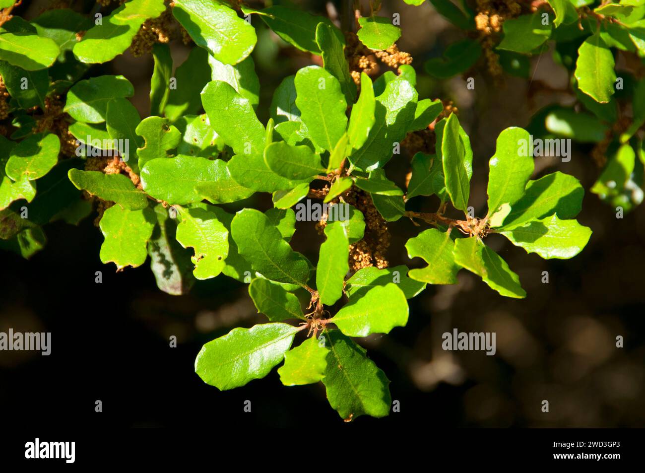 Oak leaves along Vernal Pool Trail, Santa Rosa Plateau Ecological ...