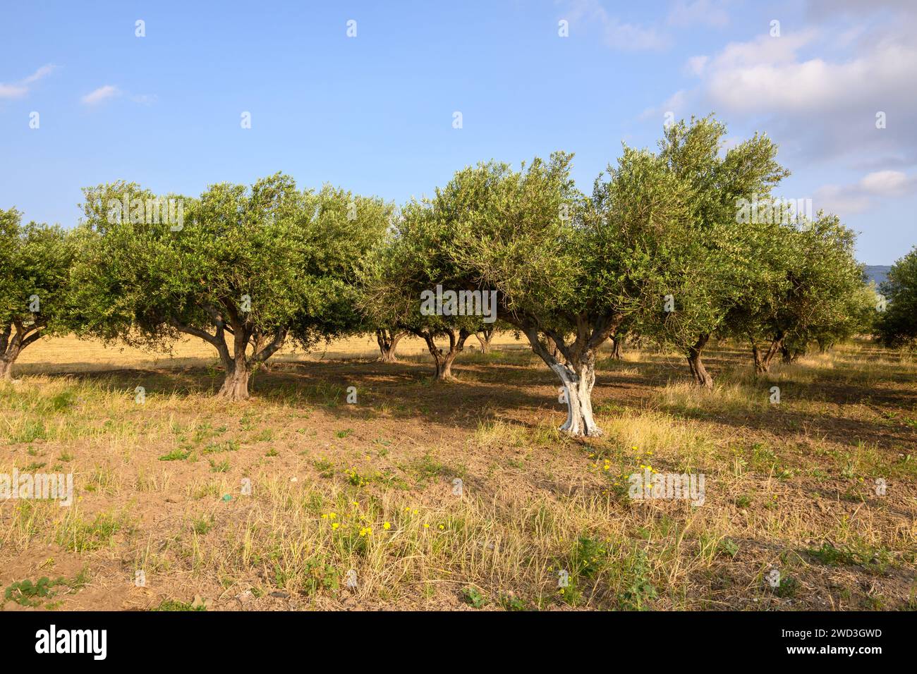 Greek olive tree orchard in spring. Kos island. Greece Stock Photo - Alamy