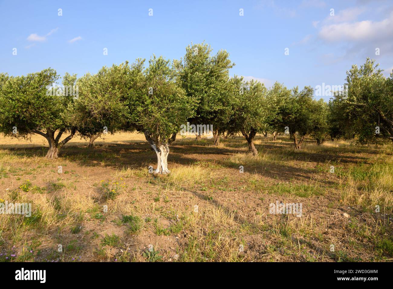 Greek olive tree orchard in spring. Kos island. Greece Stock Photo - Alamy
