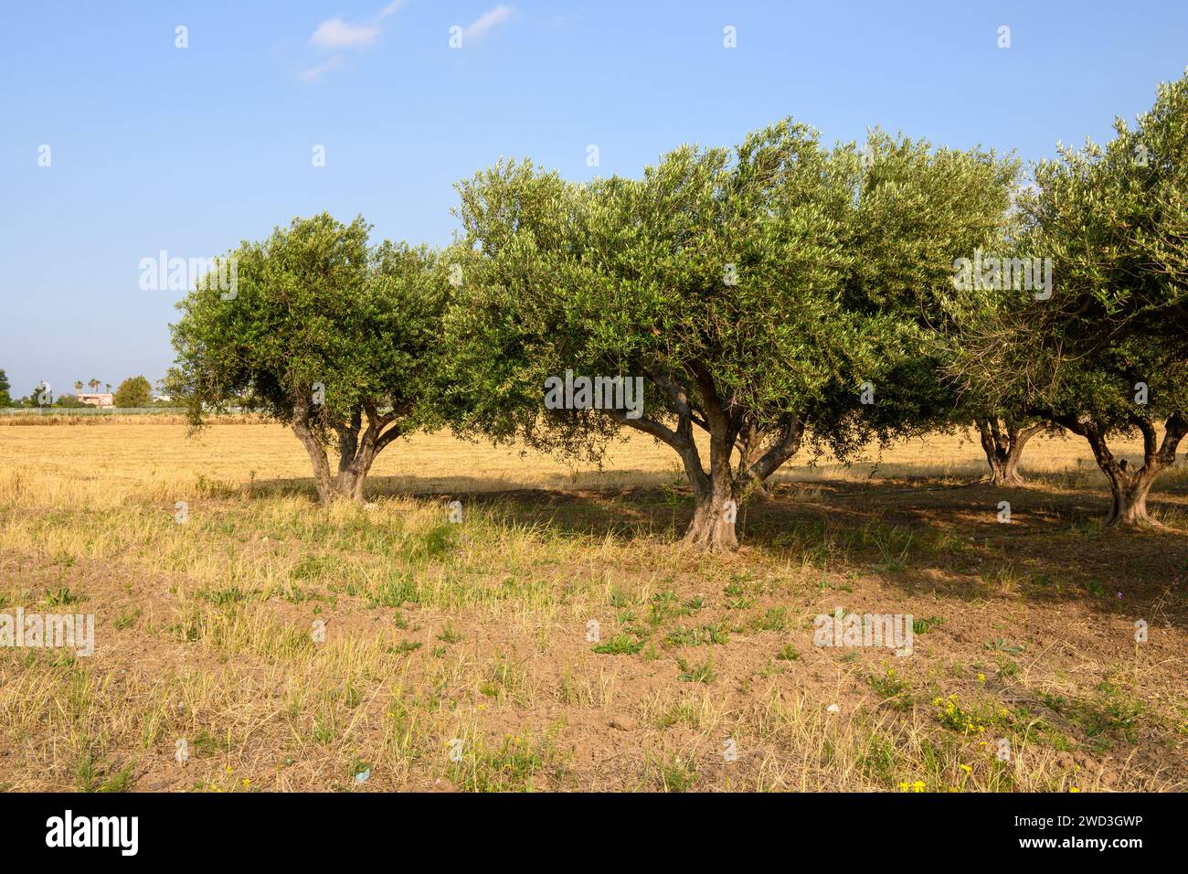 Greek olive tree orchard in spring. Kos island. Greece Stock Photo - Alamy