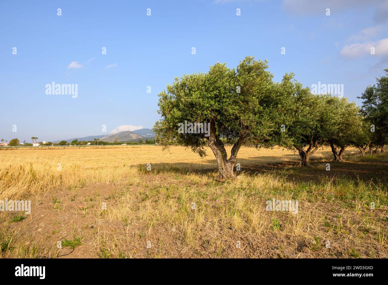 Greek olive tree orchard in spring. Kos island. Greece Stock Photo - Alamy