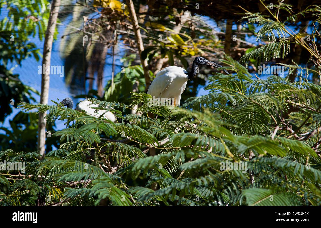 The black-headed ibis with down-curved beak and white plumage large ...