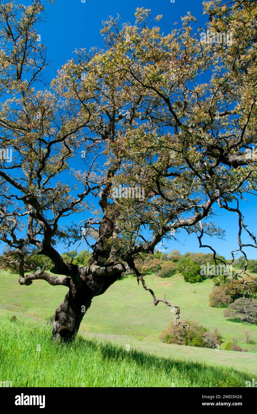 Oak grassland along Trans Preserve Trail, Santa Rosa Plateau Ecological ...