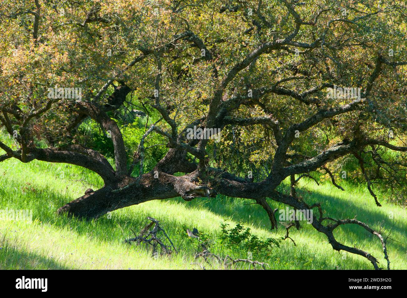 Oak grassland along Trans Preserve Trail, Santa Rosa Plateau Ecological ...