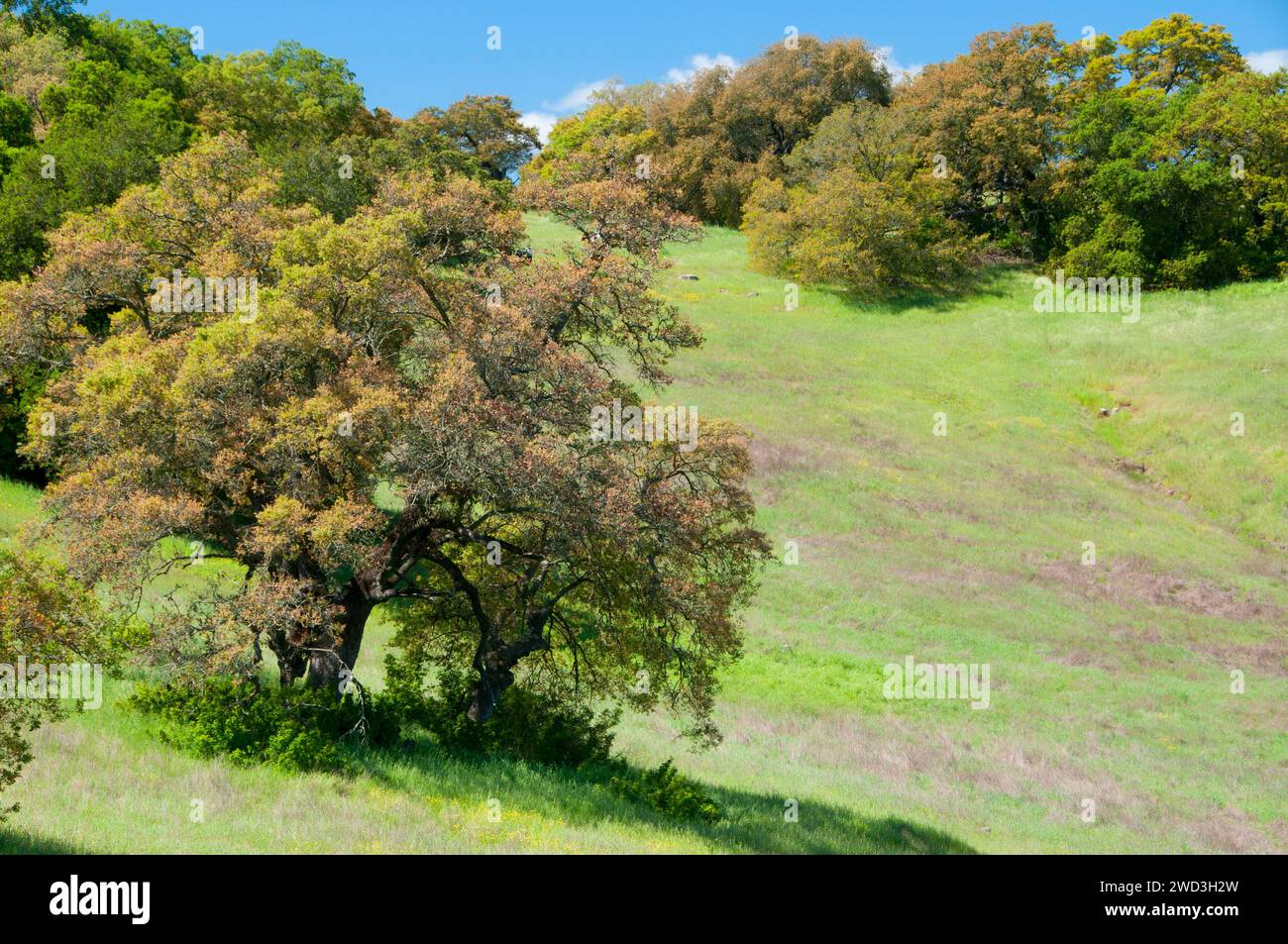 Oak grassland along Trans Preserve Trail, Santa Rosa Plateau Ecological ...