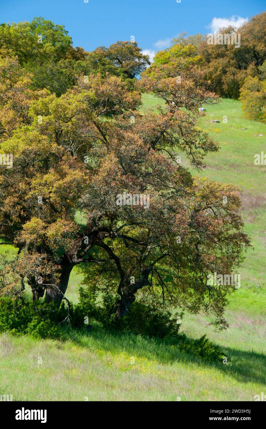 Oak grassland along Trans Preserve Trail, Santa Rosa Plateau Ecological ...