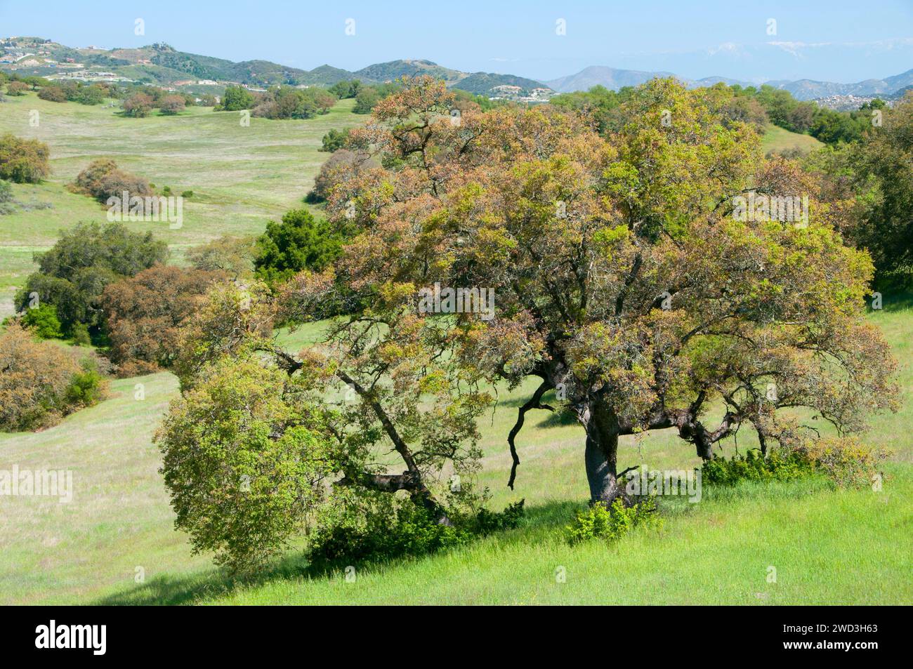 Oak grassland along Trans Preserve Trail, Santa Rosa Plateau Ecological ...