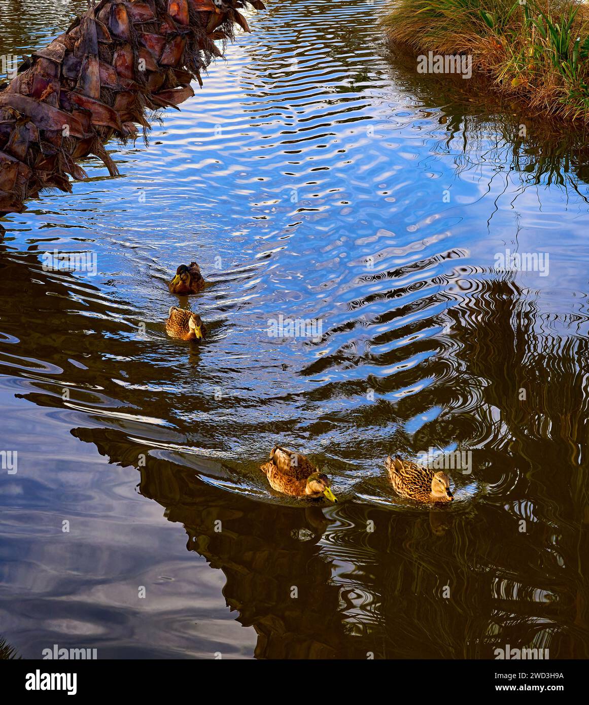 Reflective moment by water hi-res stock photography and images - Alamy