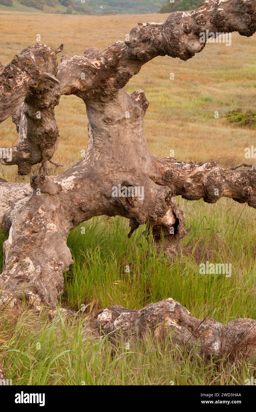 Oak log along Trans Preserve Trail, Santa Rosa Plateau Ecological ...