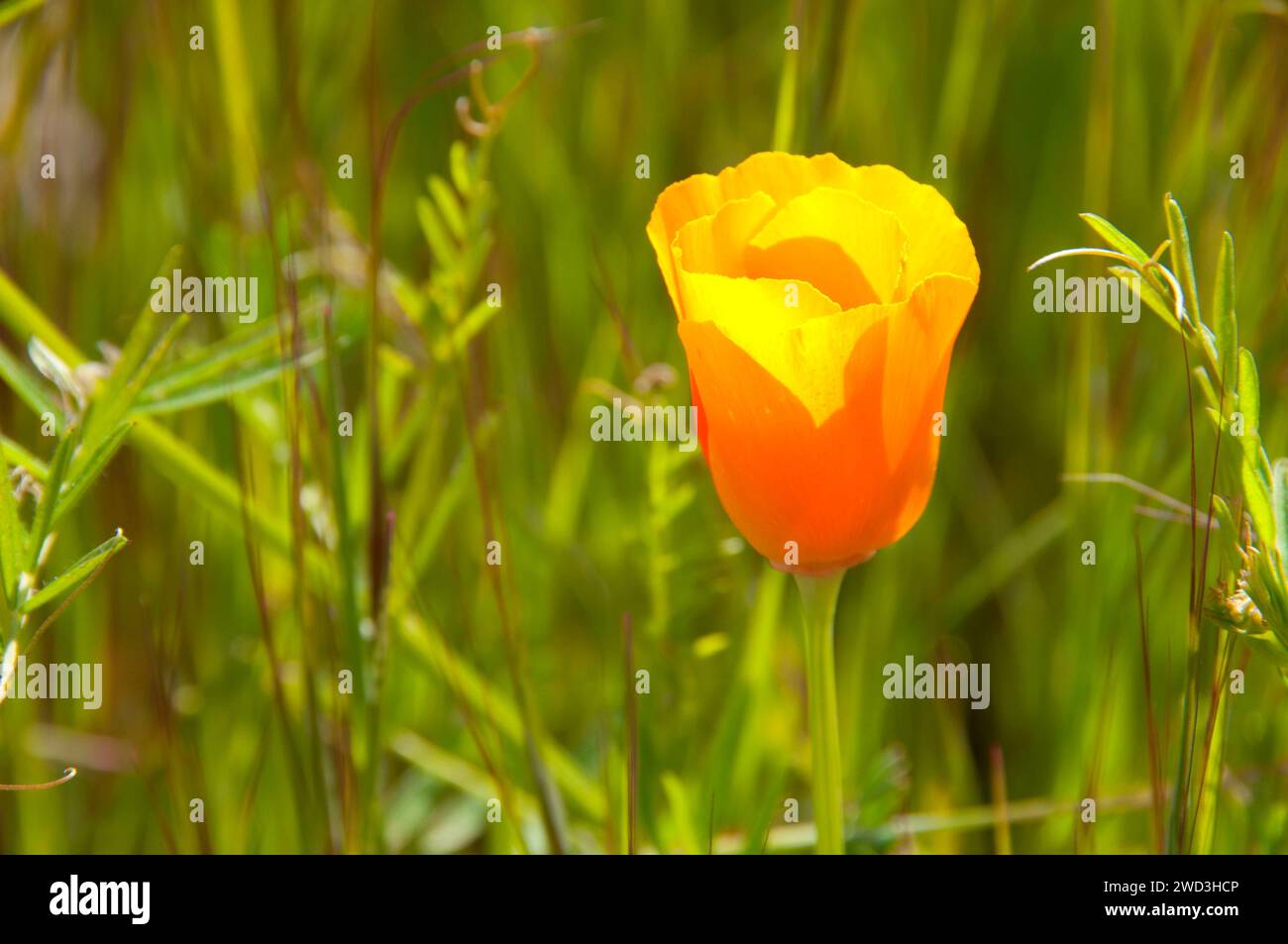 California poppy, Santa Rosa Plateau Ecological Preserve, California ...