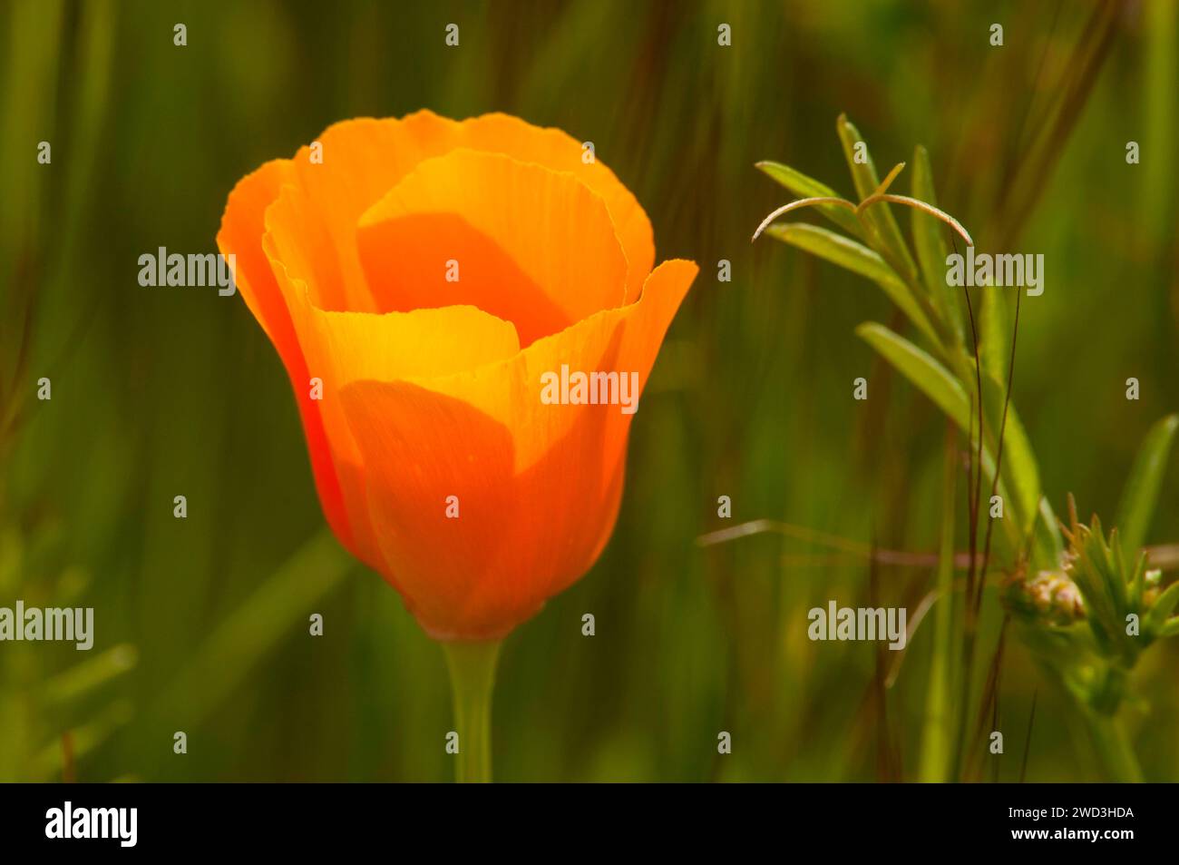 California poppy, Santa Rosa Plateau Ecological Preserve, California ...