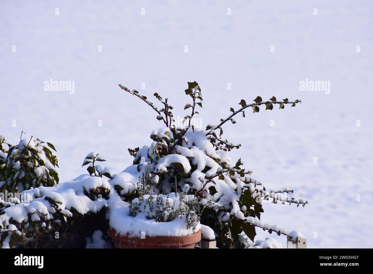 Frozen plants covering snow on hi-res stock photography and images - Alamy