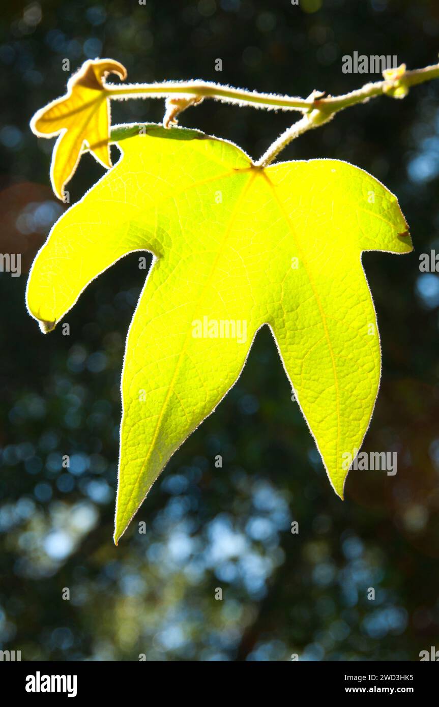 Western sycamore (Platanus racemosa) leaf, Ronald W Caspers Wilderness ...