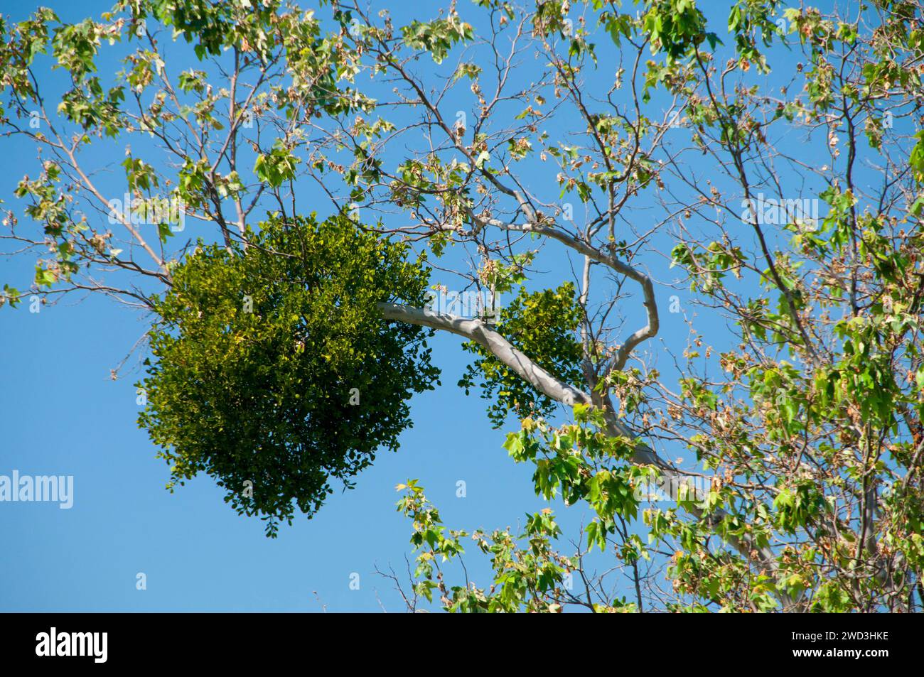 Western sycamore (Platanus racemosa) with mistletoe, Ronald W Caspers ...