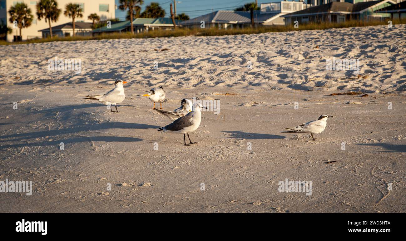 Panama wildlife hunting hi-res stock photography and images - Alamy