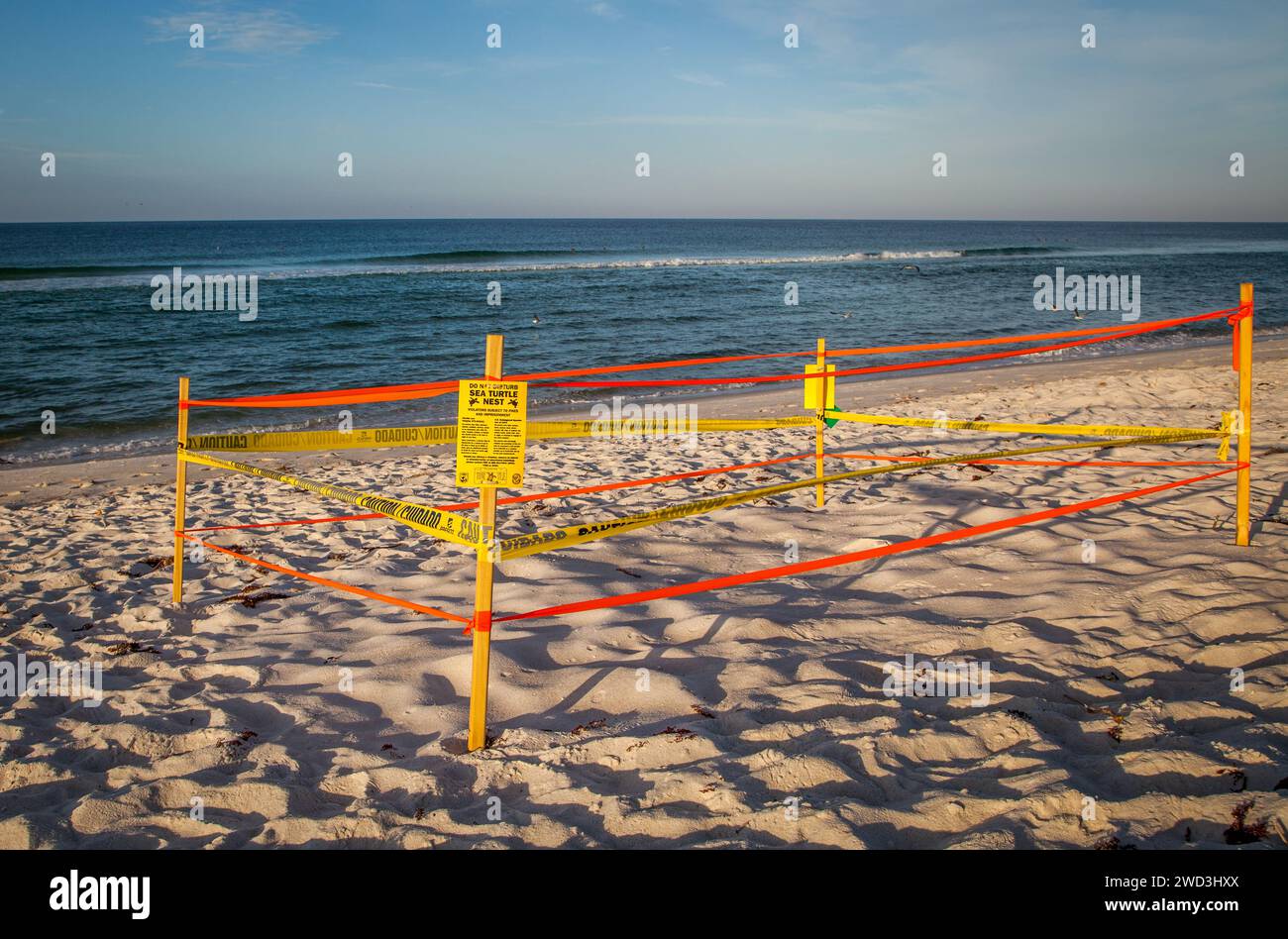 Protective barrier is set up to protect a sea turtle nest on a Florida ...