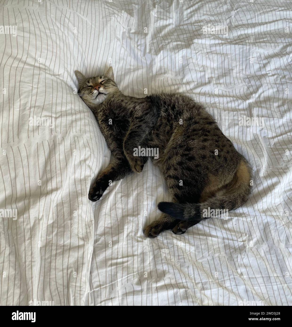 Cat napping on a bed with striped sheet Stock Photo - Alamy
