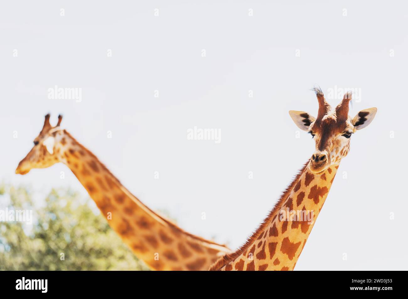 Two beautiful giraffes taken against white sky Stock Photo - Alamy