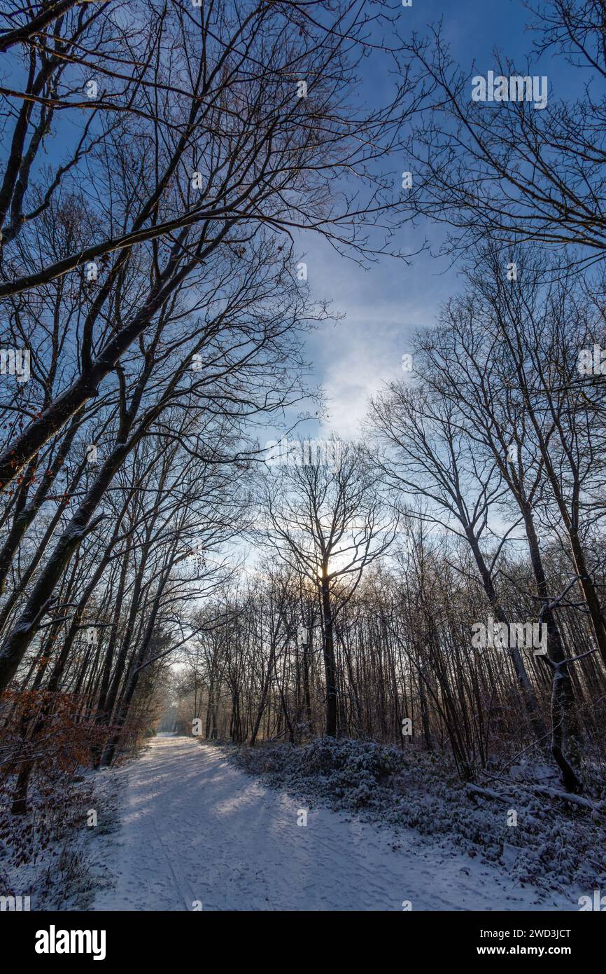 Forest path covered in snow on a cold and sunny winter morning, in the ...