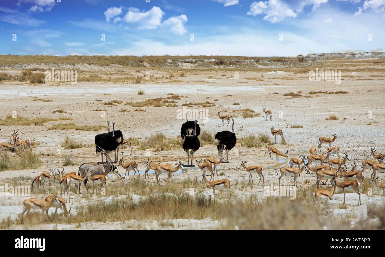 Large group of animals congregate on the vast endless Etosha Pan. There ...