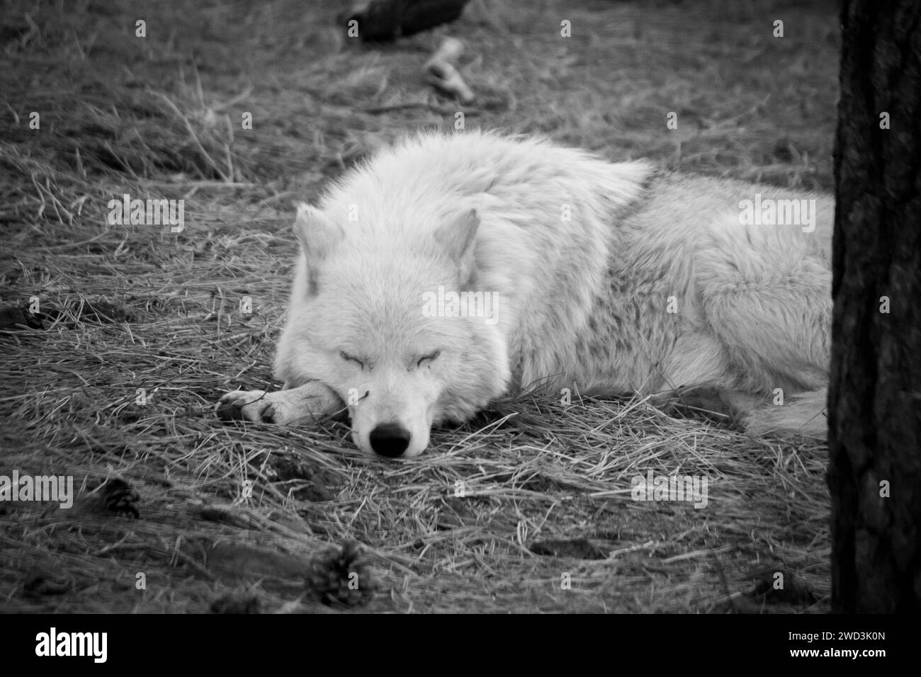 Wolf sleeping hi-res stock photography and images - Alamy