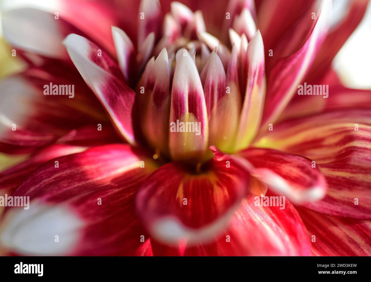 dahlia, flower, flower portrait, portrait, macro, red, white ...