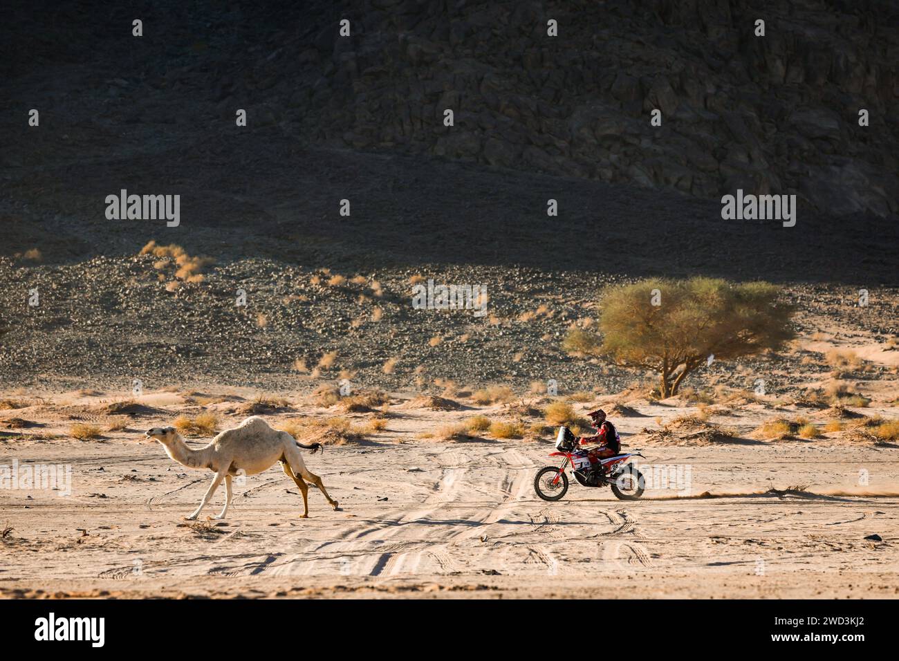 24 MULEC Toni (svk), BAS World KTM Racing Team, KTM, Moto, FIM W2RC, action during the Stage 11 ...
