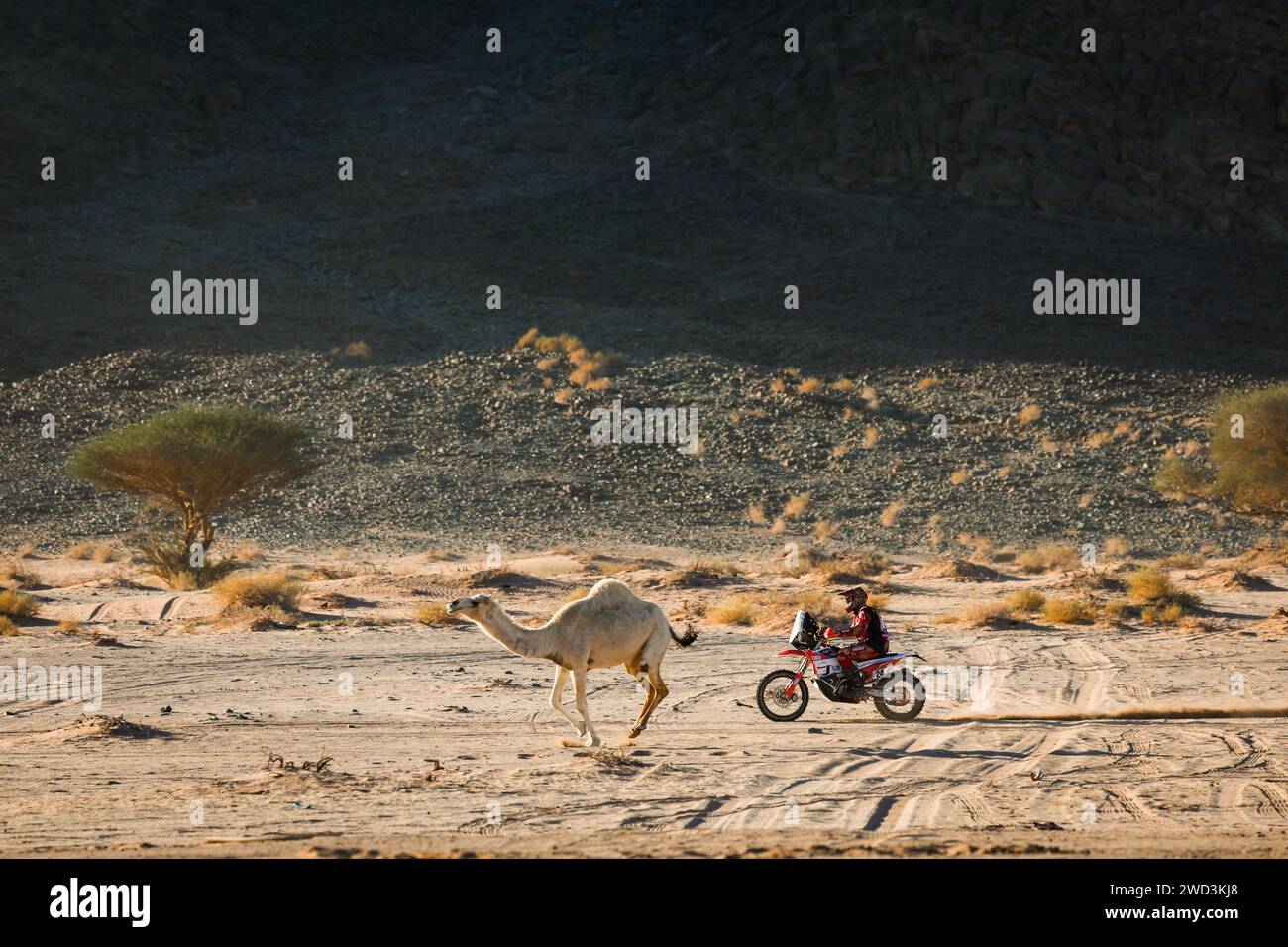 24 MULEC Toni (svk), BAS World KTM Racing Team, KTM, Moto, FIM W2RC, action during the Stage 11 ...