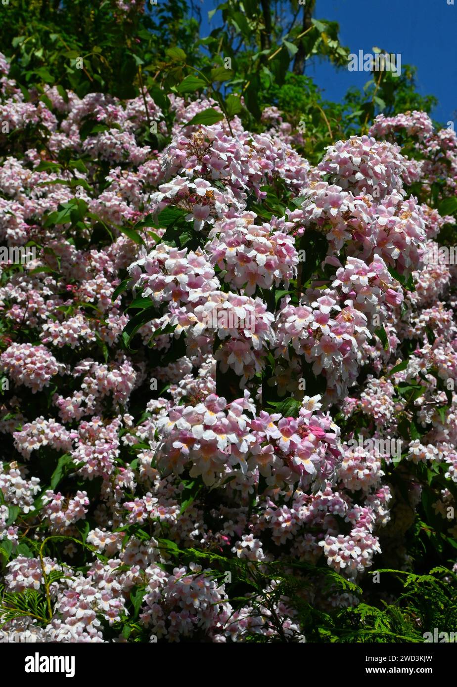 the beauty bush Stock Photo - Alamy